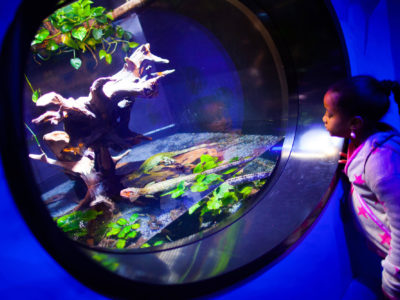 Ask an Aquarist: All About Fish - Discovery Place Science Museum