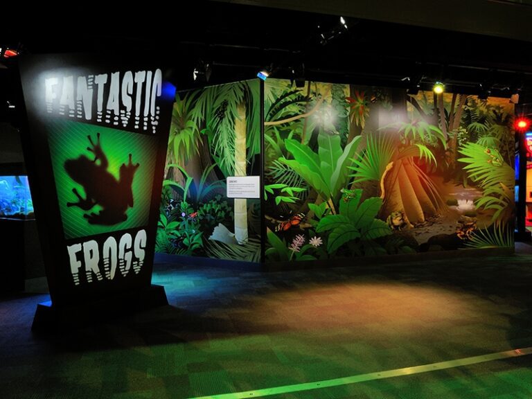 Hop over to Discovery Place Science to explore Fantastic Frogs ...