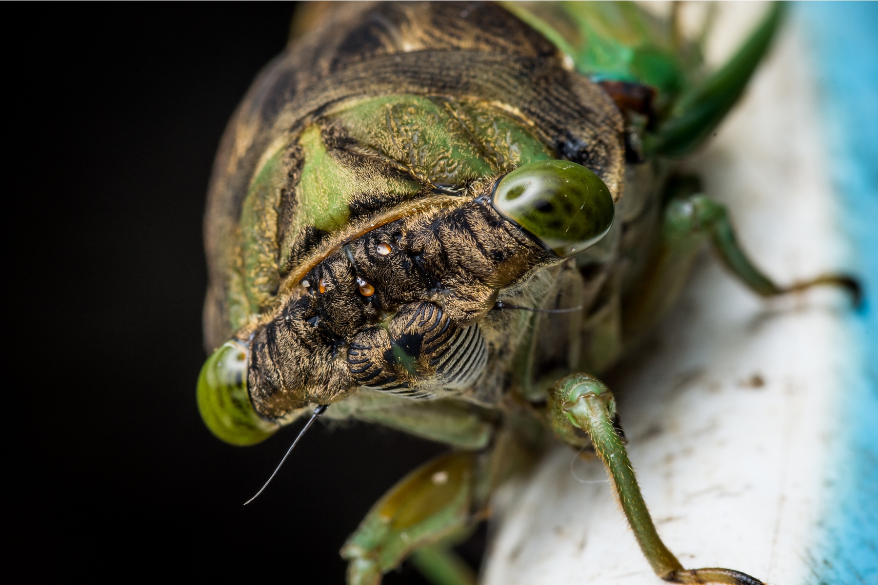 Brood X coming en masse to 15 states on the east coast, including North ...