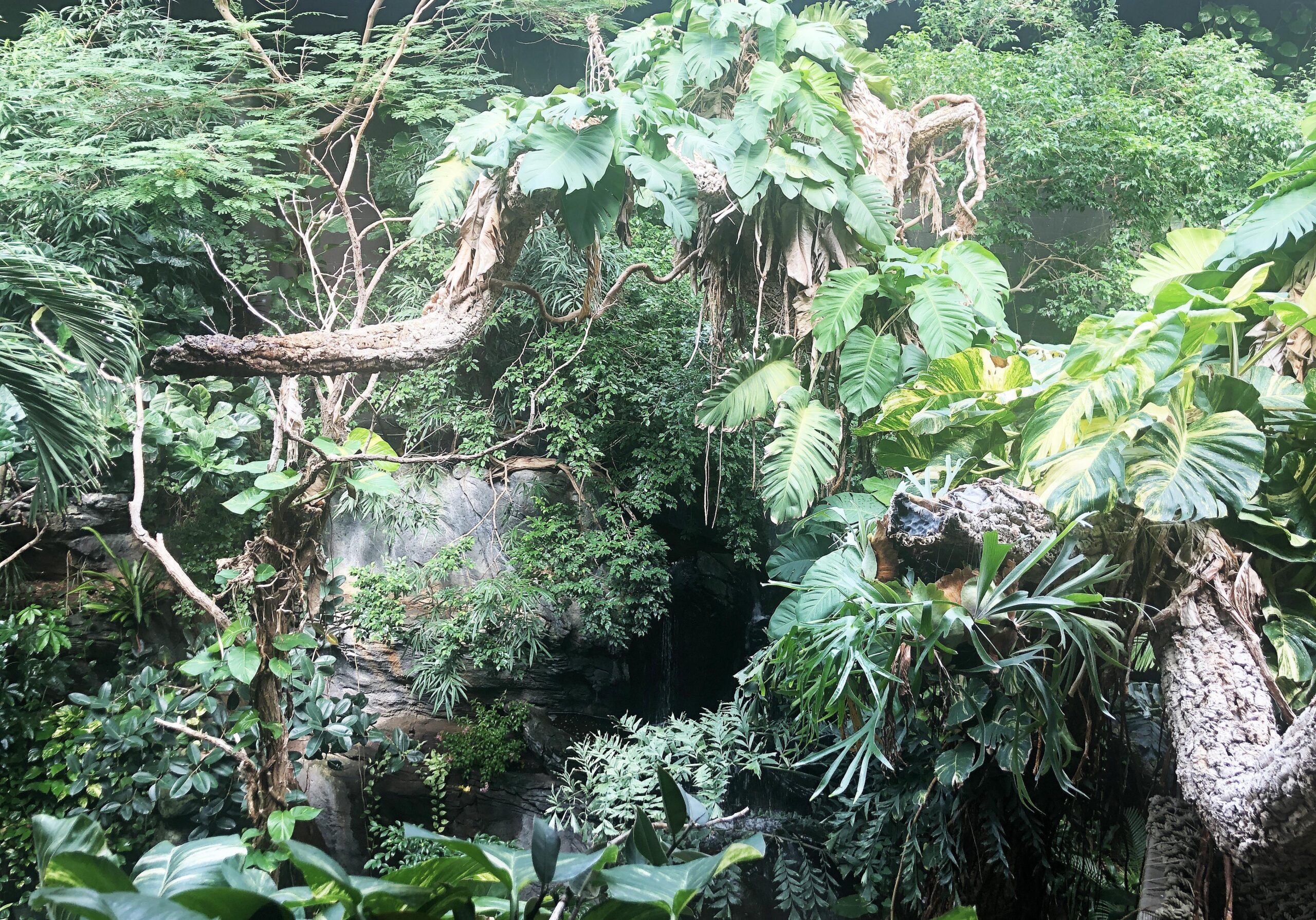 Warm up in the Rainforest while you try to spot these bird species ...