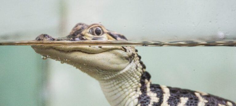 Alligator Adaptations - Discovery Place Science Museum