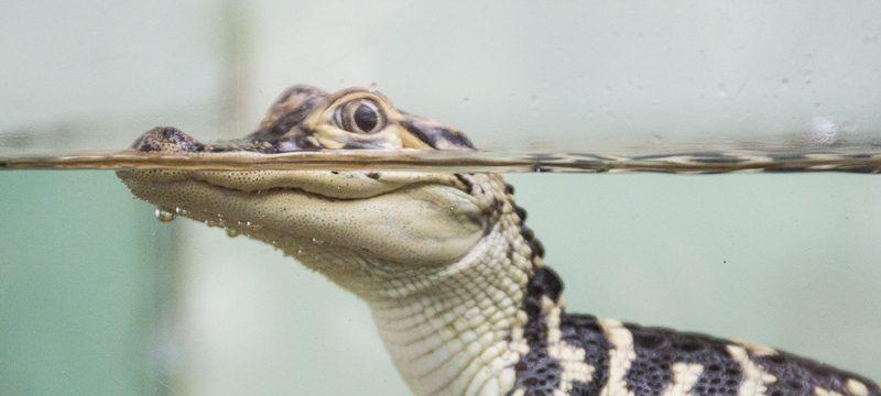 Alligator Adaptations - Discovery Place Science Museum