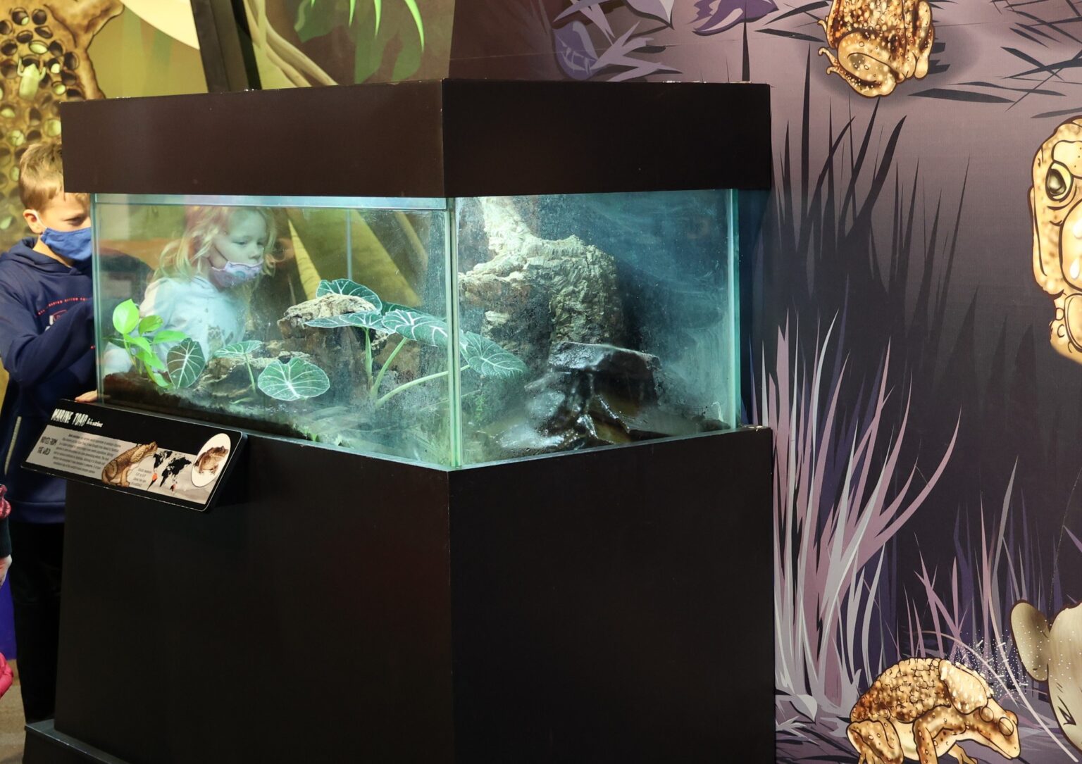 Fantastic Frogs - Discovery Place Science Museum