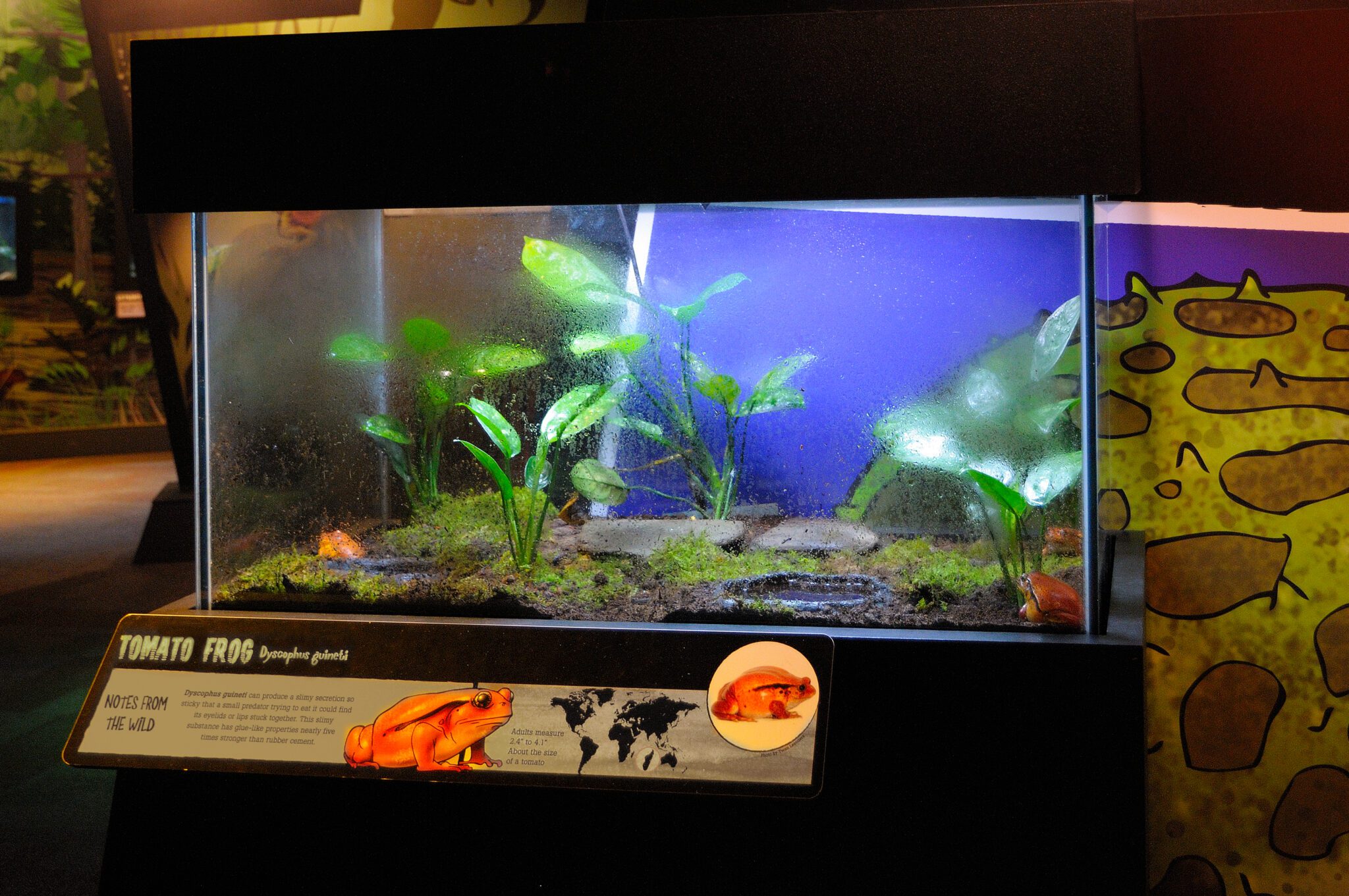 Fantastic Frogs - Discovery Place Science Museum