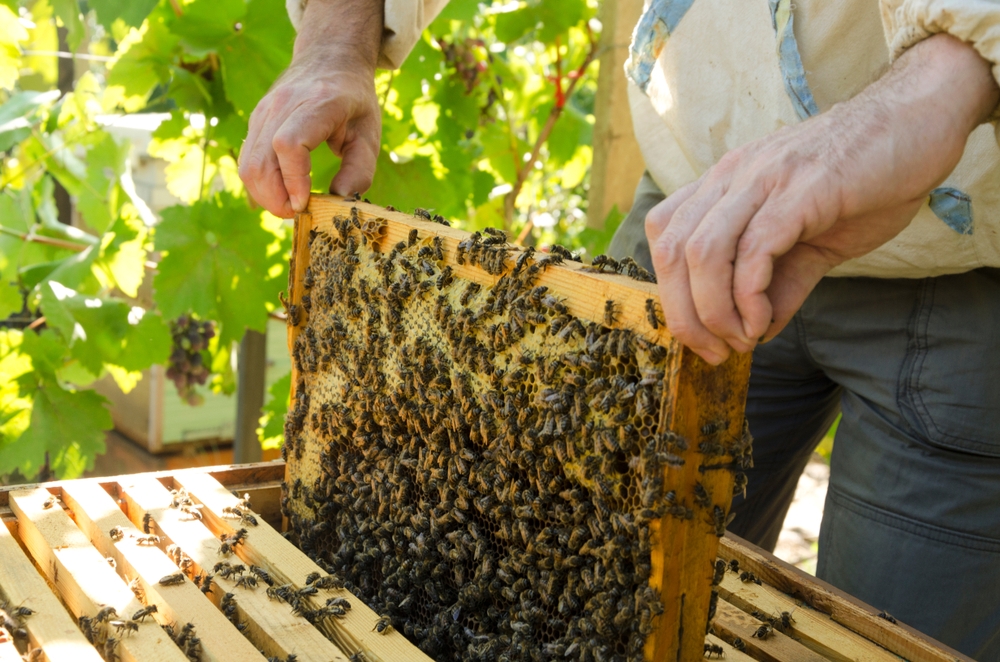 A Visit to the Bee Yard - Discovery Place Science Museum